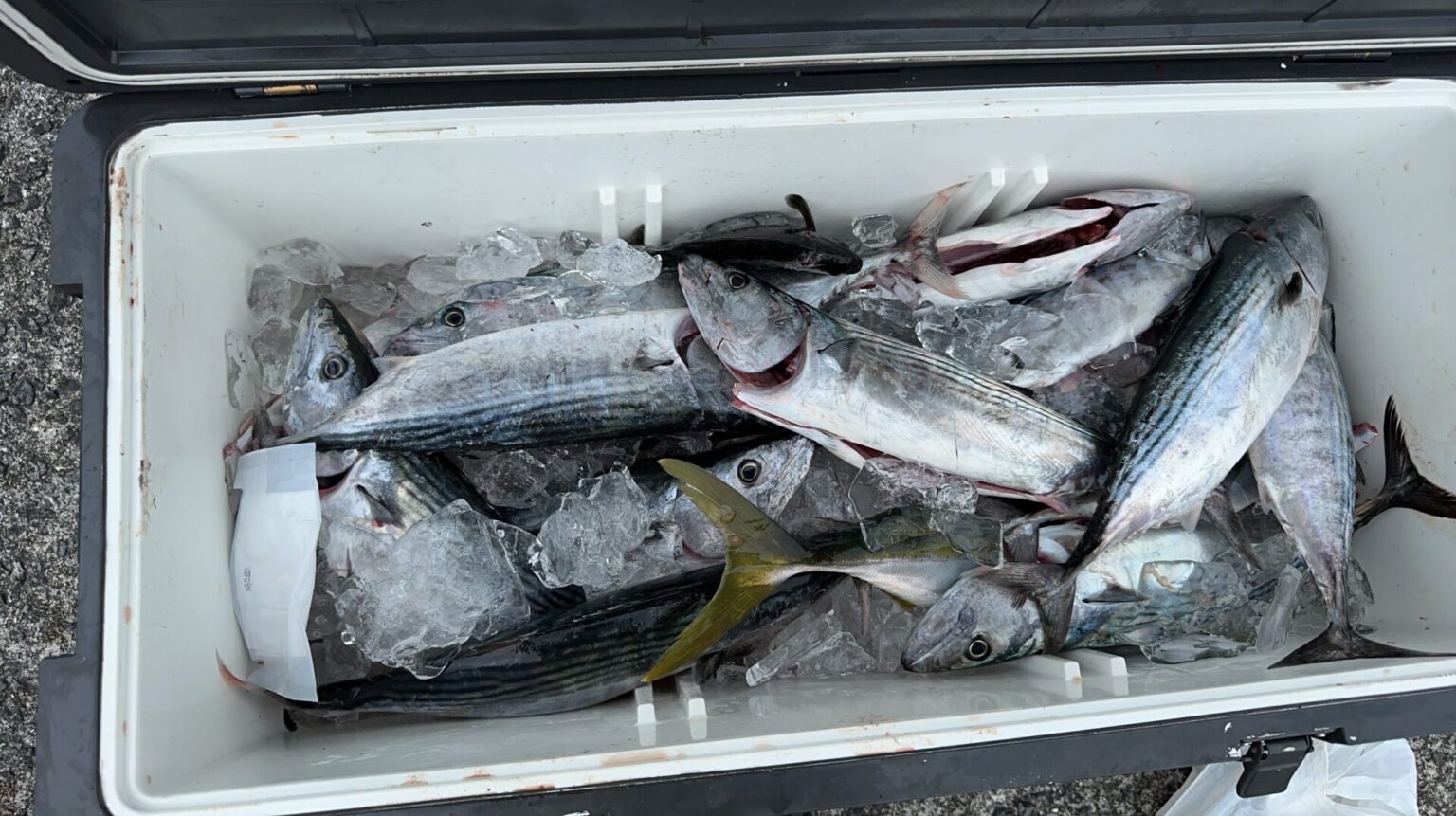 【必見】古くてダサいクーラーボックスを塗装リメイク！手順と費用をご紹介 | TSURI TECH