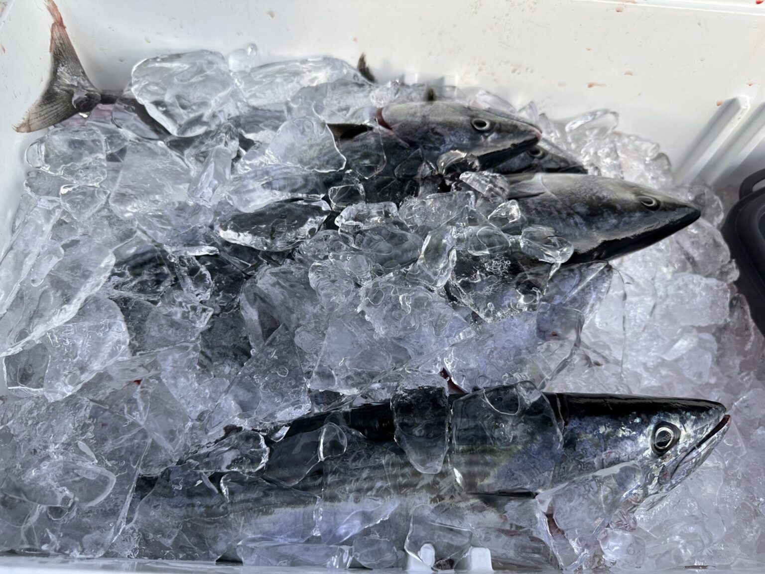 【必見】古くてダサいクーラーボックスを塗装リメイク！手順と費用をご紹介 | TSURI TECH