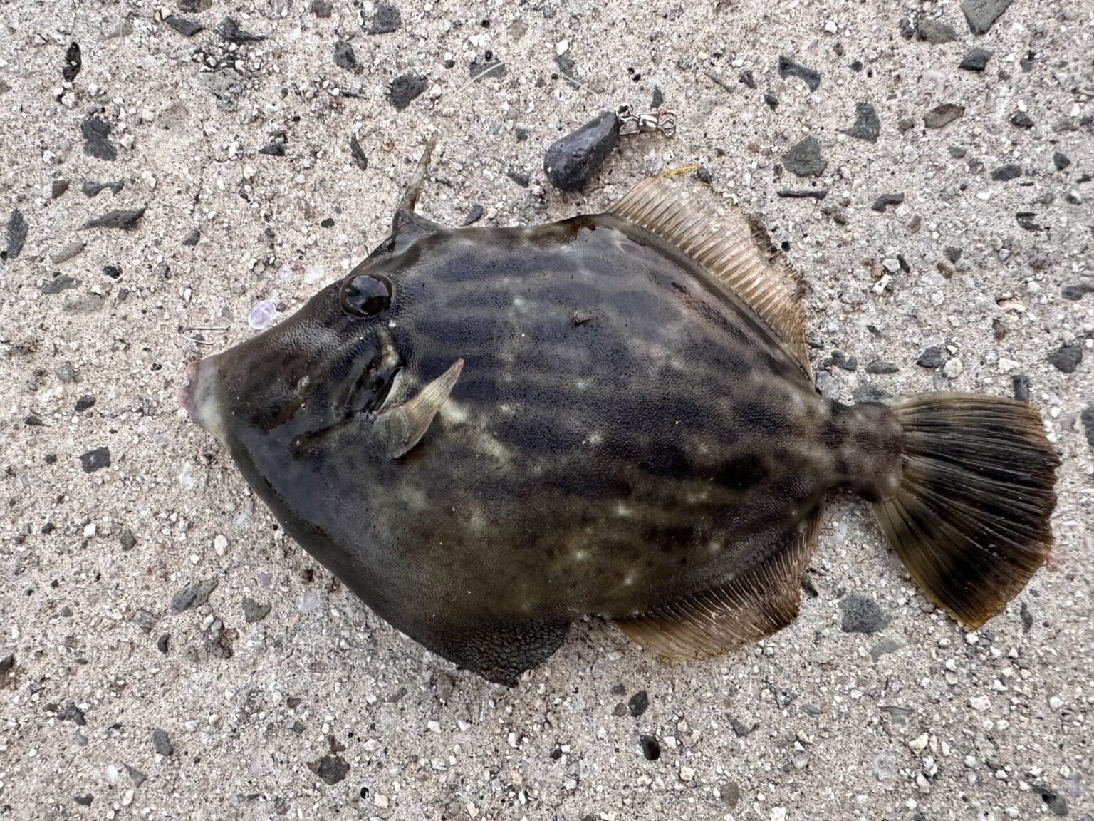 【徹底攻略】秋の堤防カワハギ釣り！胴付き仕掛け編 | TSURI TECH