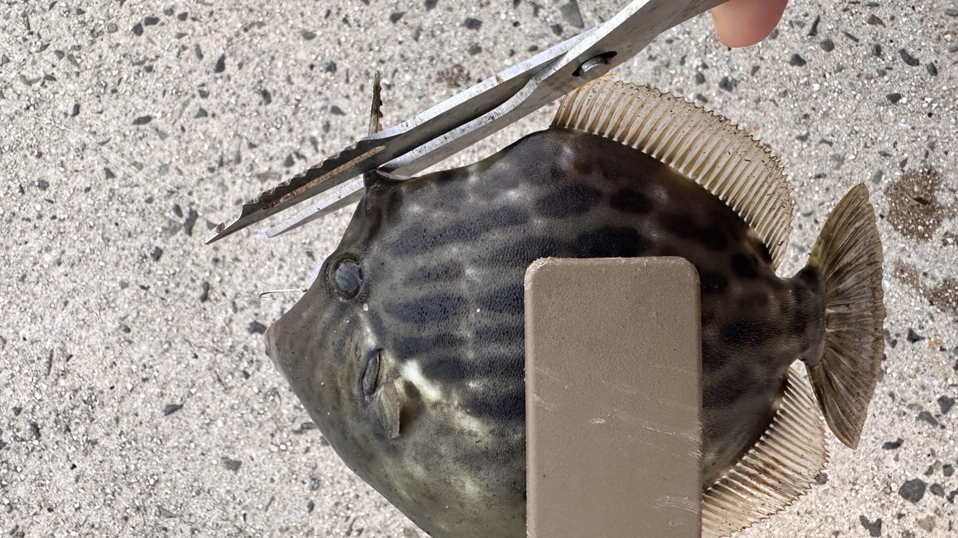 【徹底攻略】秋の堤防カワハギ釣り！胴付き仕掛け編 | TSURI TECH