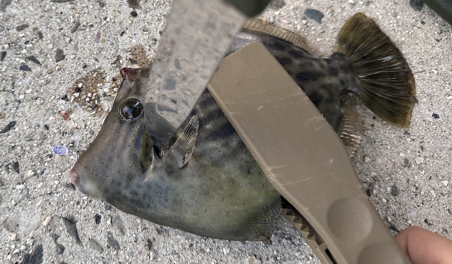 【徹底攻略】秋の堤防カワハギ釣り！胴付き仕掛け編 | TSURI TECH