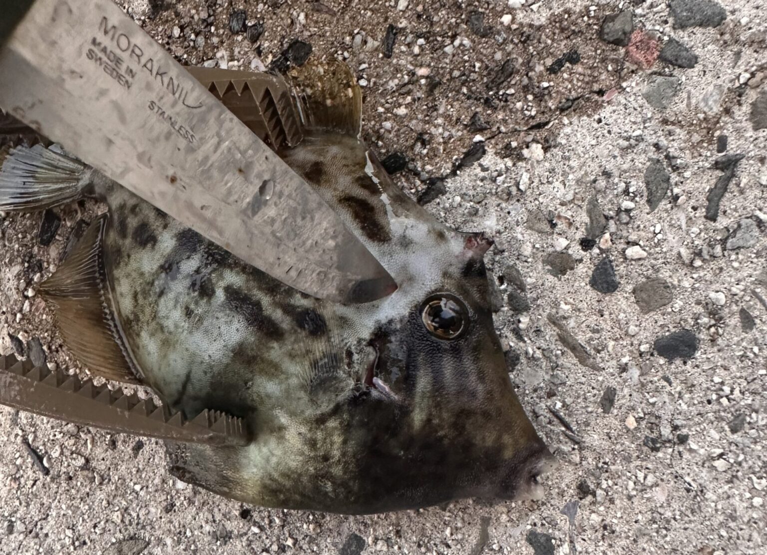 【徹底攻略】秋の堤防カワハギ釣り！胴付き仕掛け編 | TSURI TECH